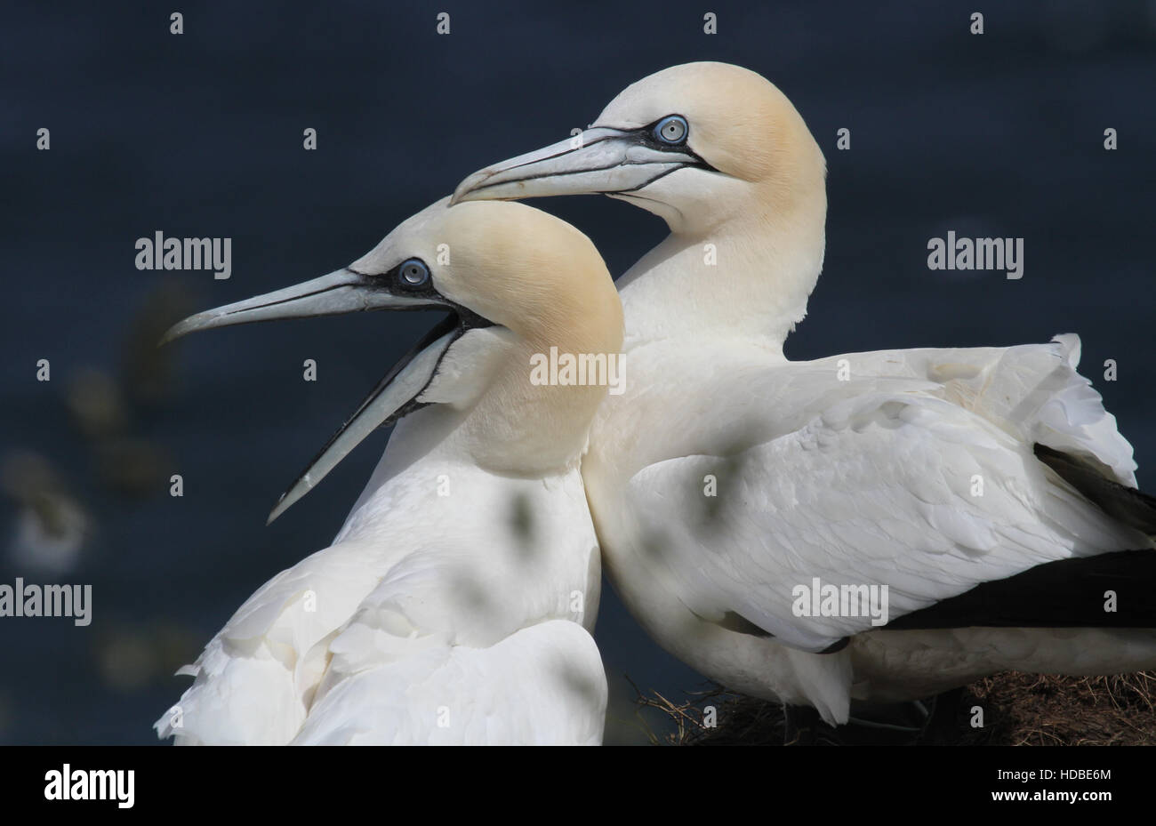 Gannet (Morus bassanus) showing courtship behavior . The partner of the ...