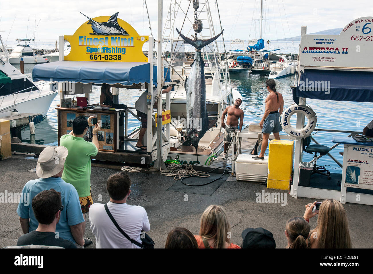 Weighing marlin fishing dock Lahaina Maui Hawaii USA Stock Photo - Alamy