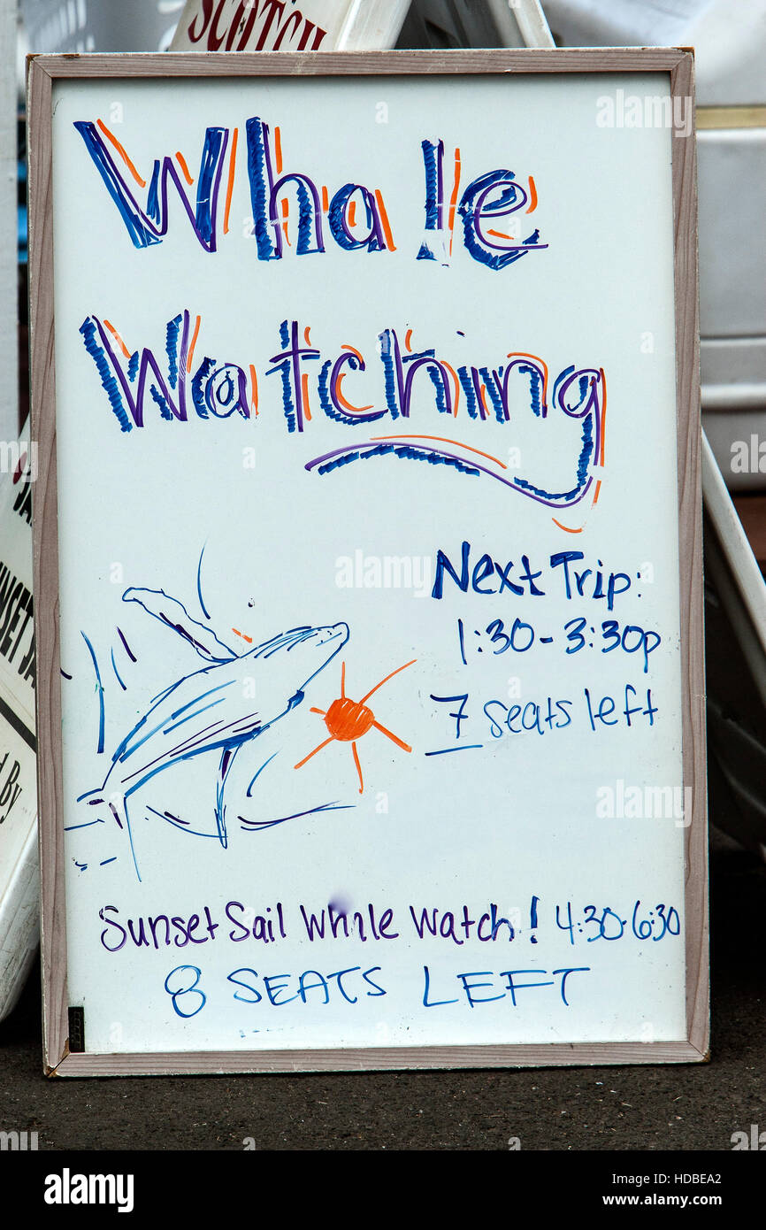 Whale watching sign Lahaina Maui Hawaii USA Stock Photo - Alamy