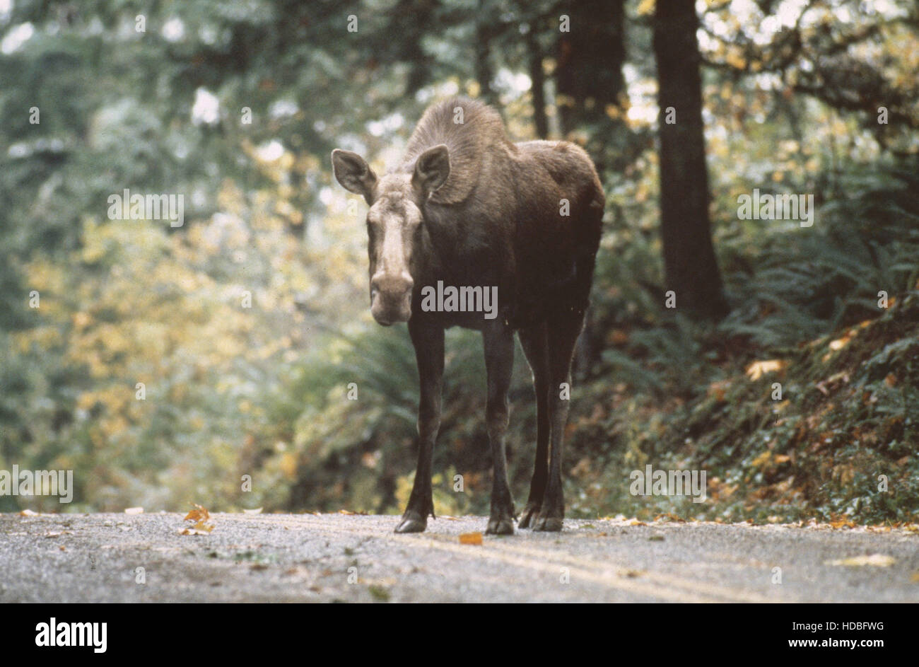 NORTHERN EXPOSURE, Millie the Moose, 1990-1995, © Universal/courtesy ...