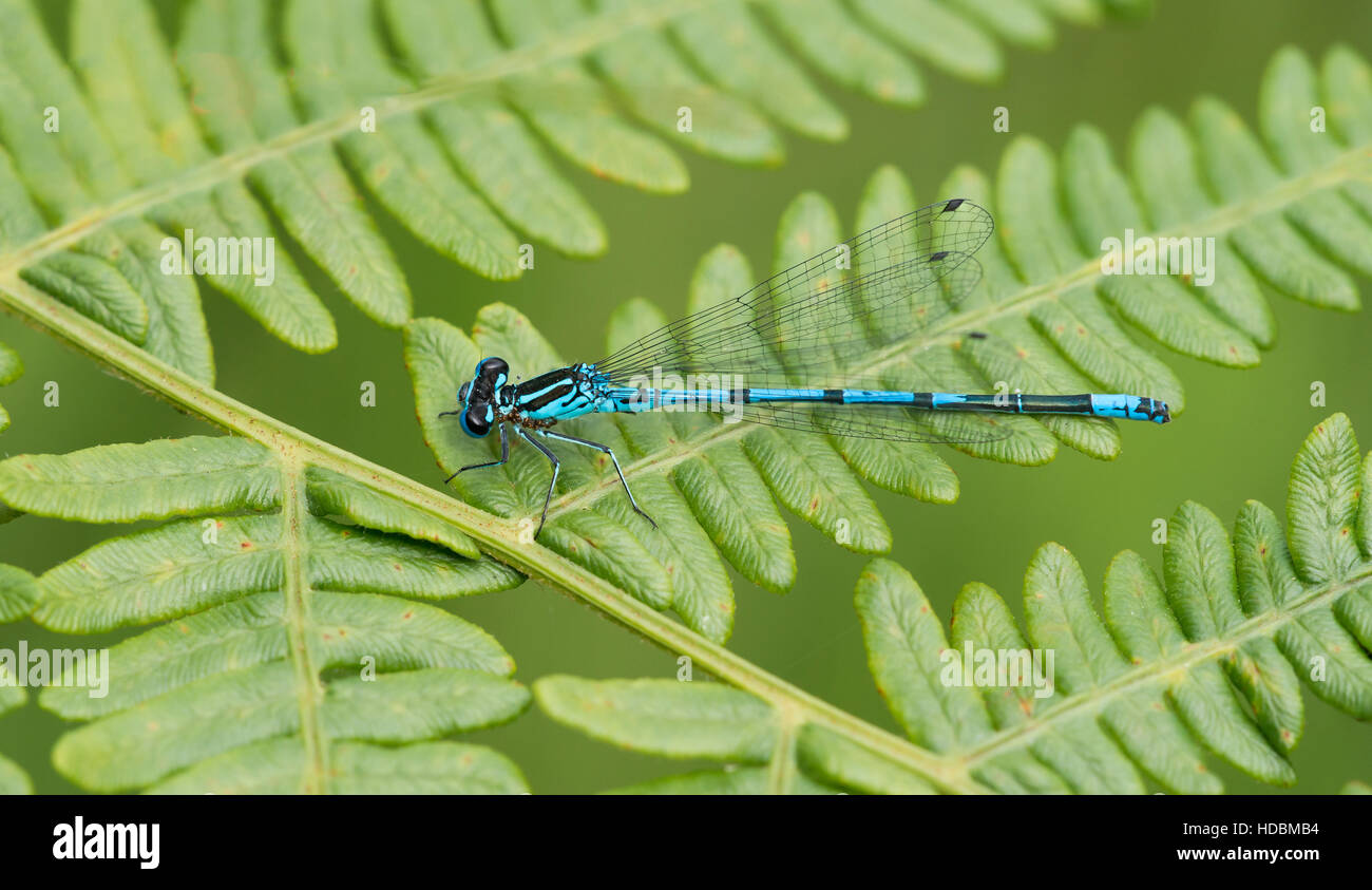 Damselfly blue hi-res stock photography and images - Alamy