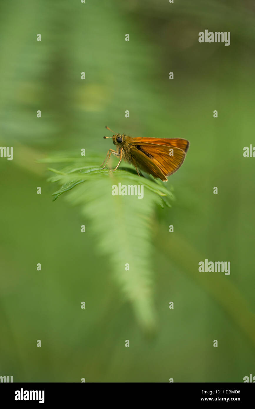 Skipper butterflies hi-res stock photography and images - Alamy