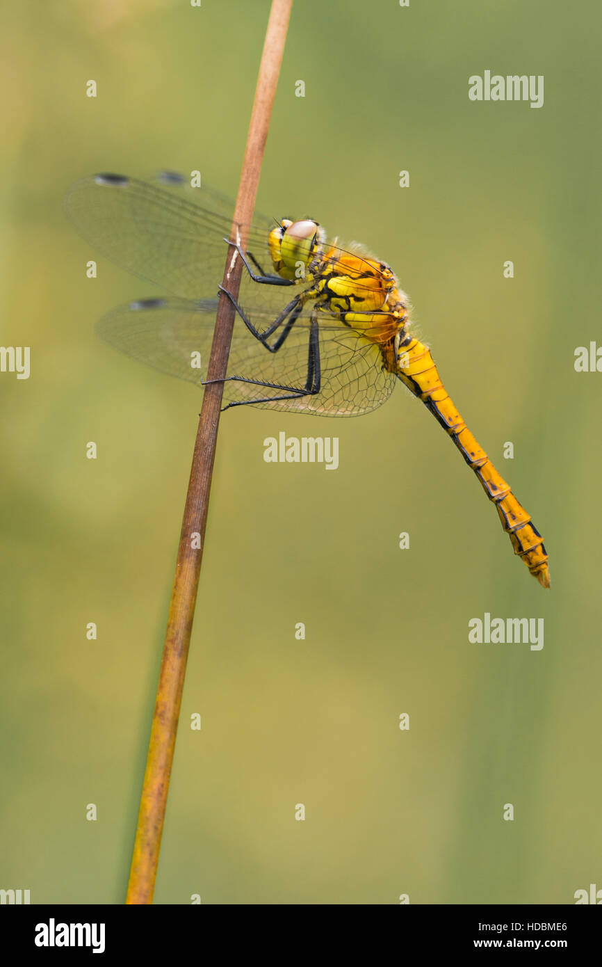 Emer hi-res stock photography and images - Alamy