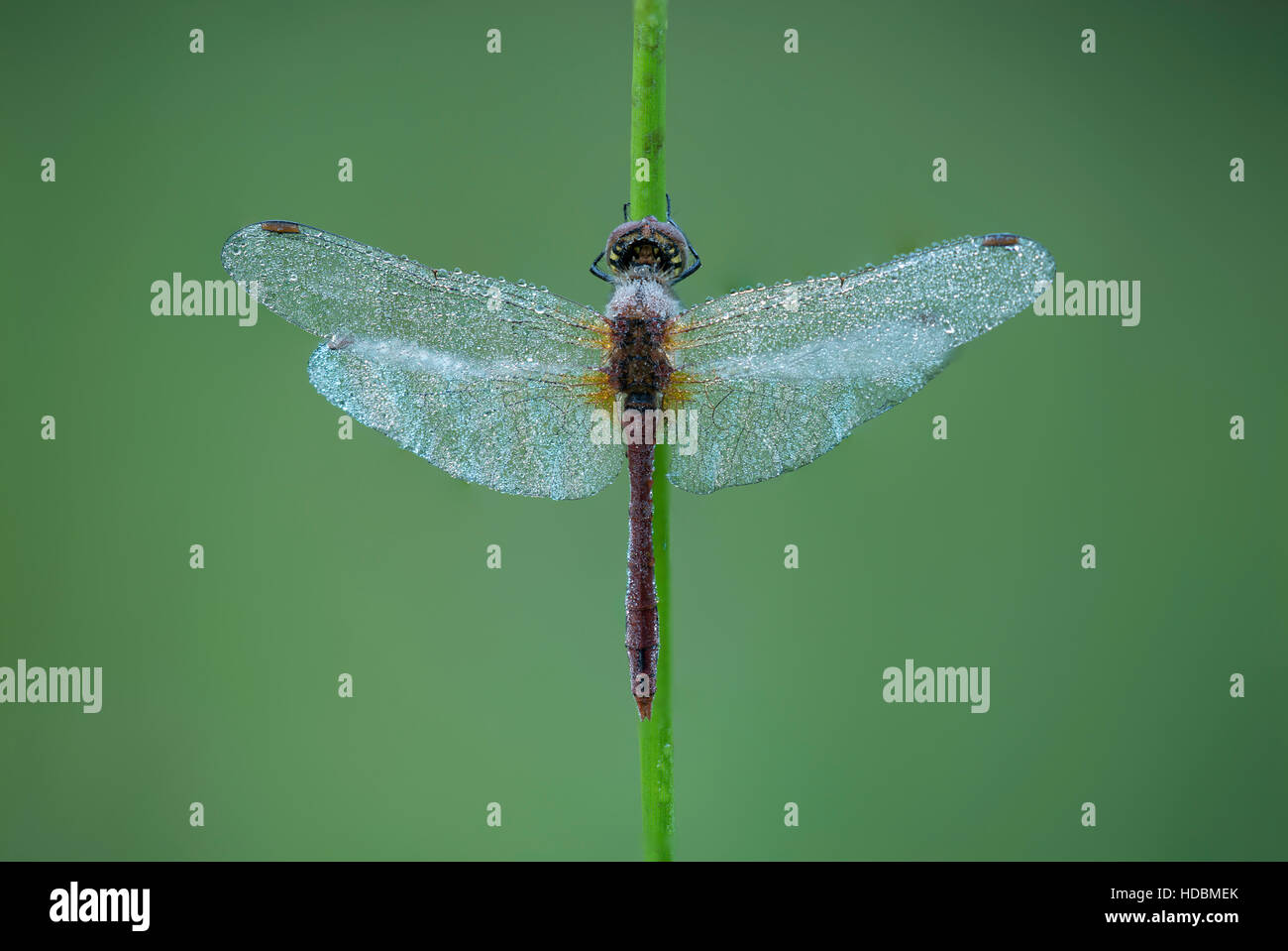 Emer hi-res stock photography and images - Alamy