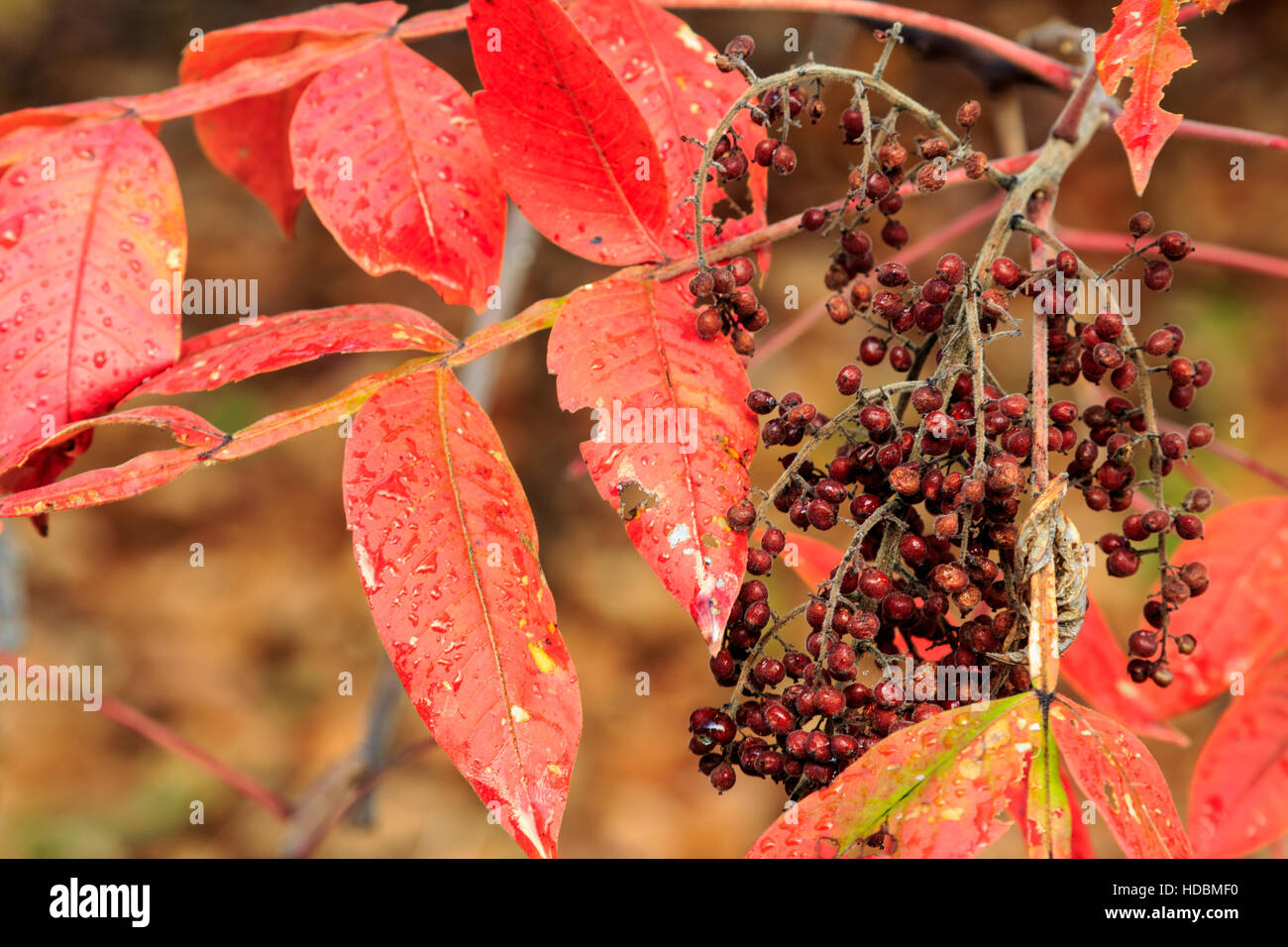 Close-up view of fall foliage in central Oklahoma Stock Photo - Alamy
