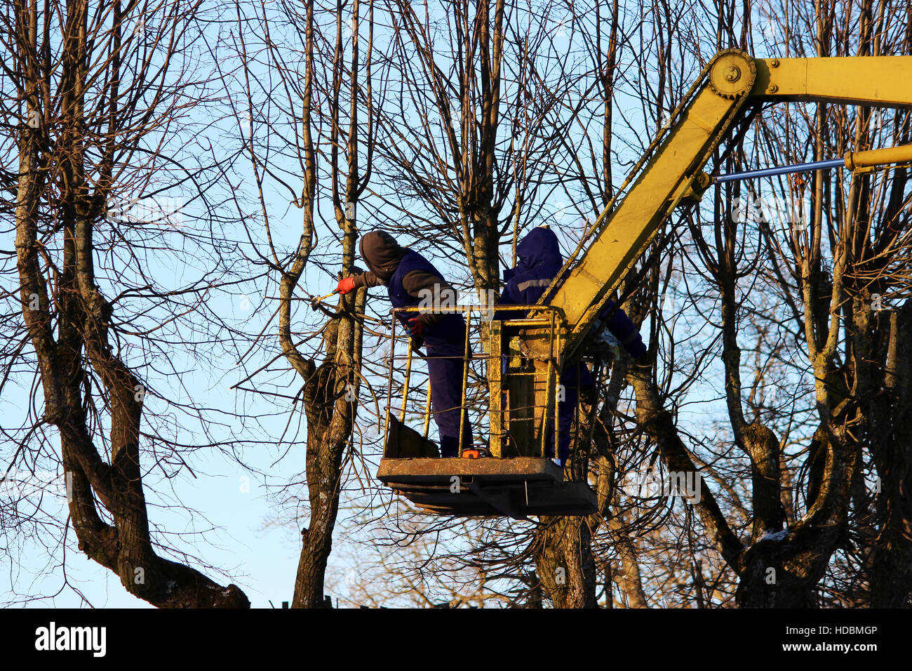 workers cut branches and trims a trees limes using the lift in the park ...