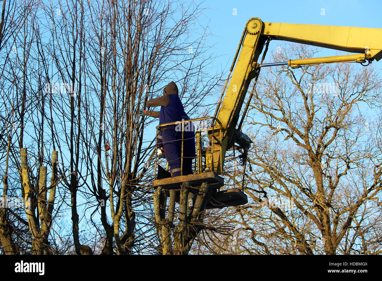 Pruning linden tree hi-res stock photography and images - Alamy