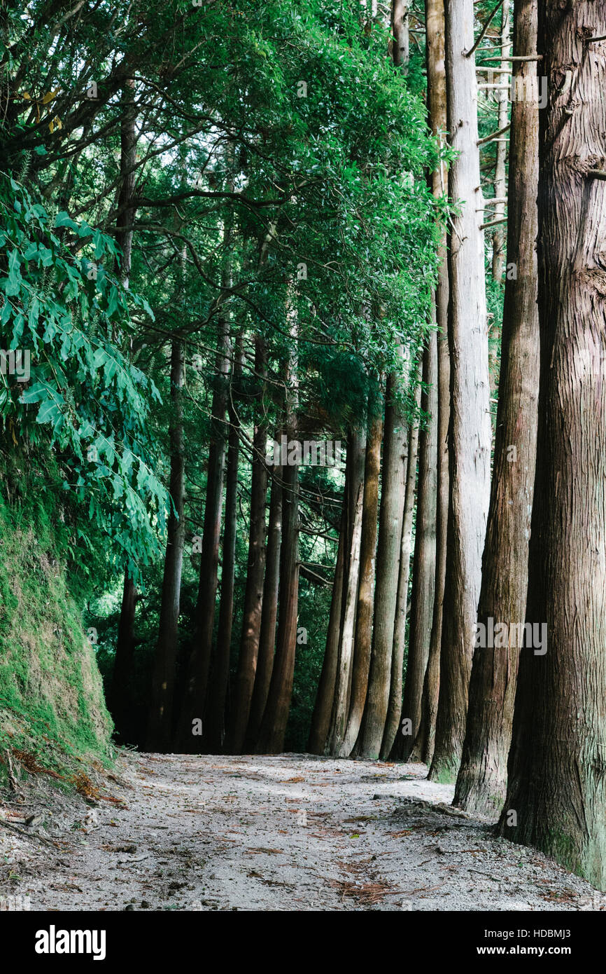 Forest in São Miguel, Azores islands, Portugal Stock Photo - Alamy