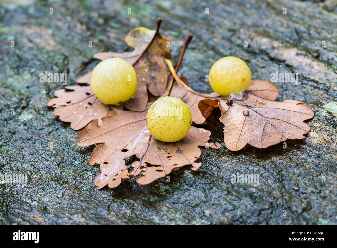 Insect galls hi-res stock photography and images - Alamy