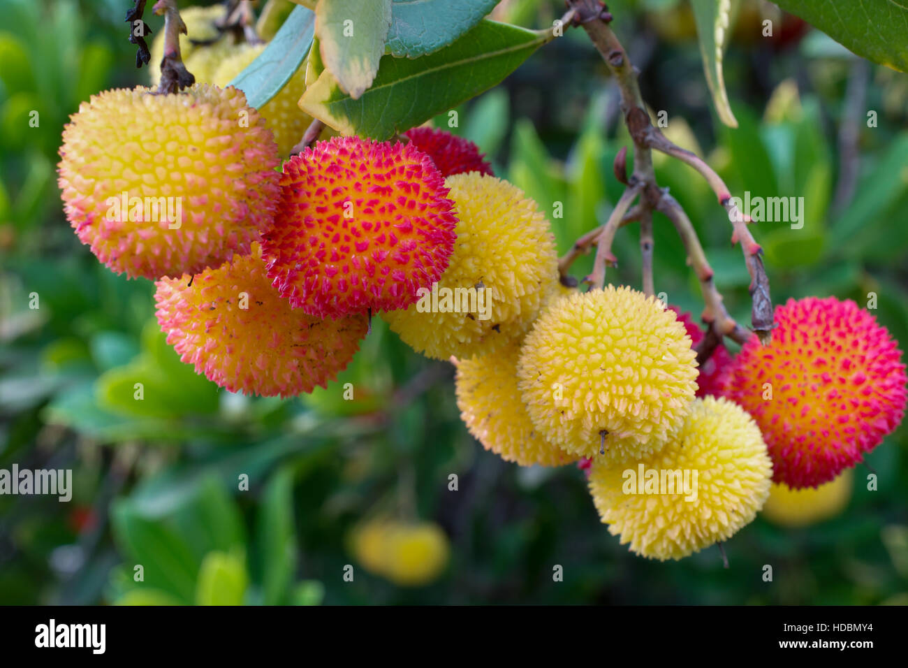 Yellow, orange and red fruits of the Strawberry tree (Arbutus unedo ...