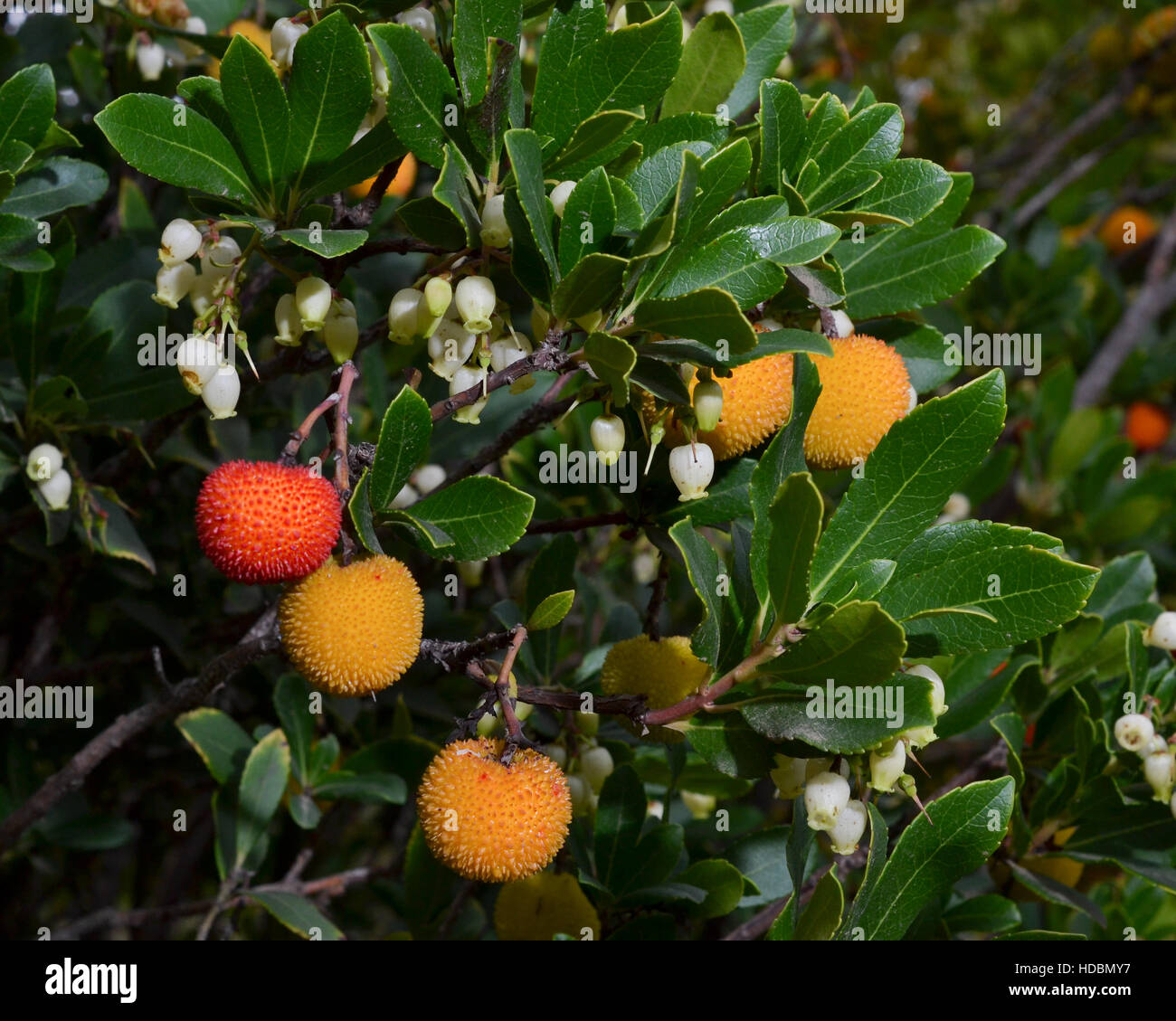 Fruits, leaves and flowers of the Strawberry tree (Arbutus unedo) at a ...