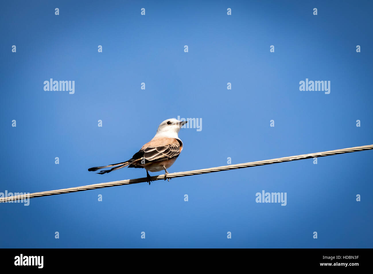 Oklahoma state bird hi-res stock photography and images - Alamy