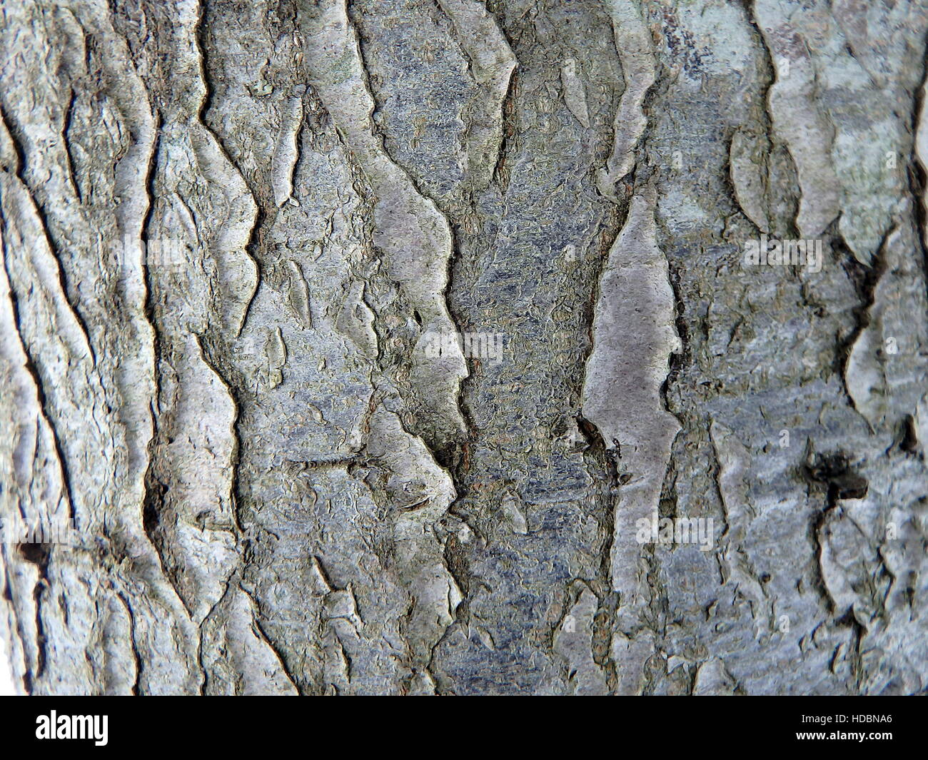 bark of tree, beech bark detail Stock Photo - Alamy