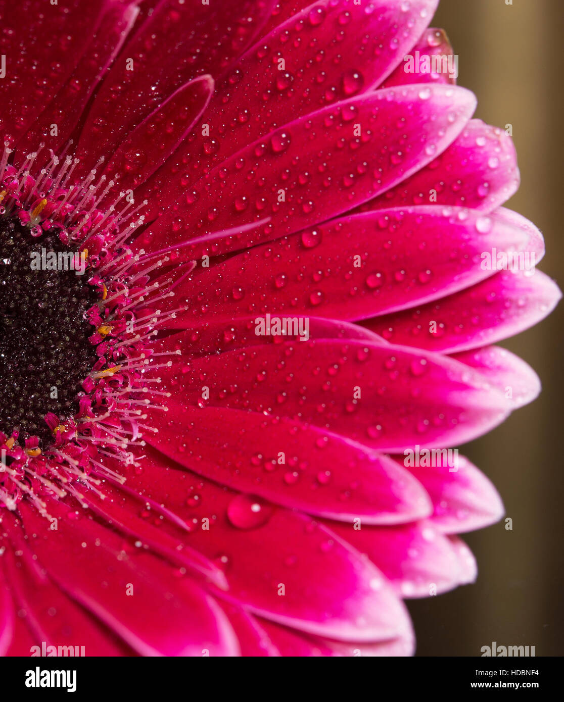 bright pink gerbera Stock Photo - Alamy