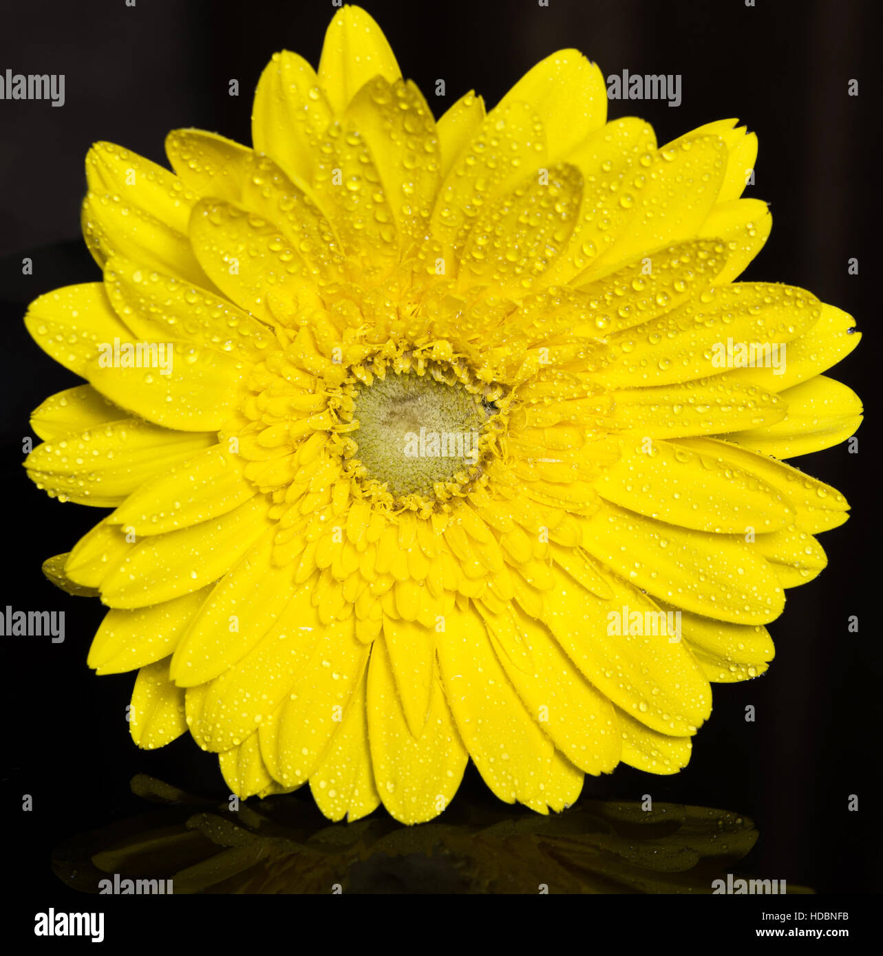 Beautiful bright gerbera flowers hi-res stock photography and images ...