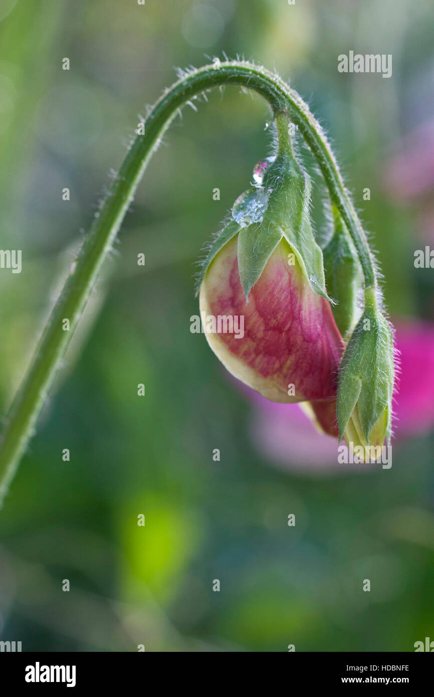Hardy annuals hi-res stock photography and images - Alamy