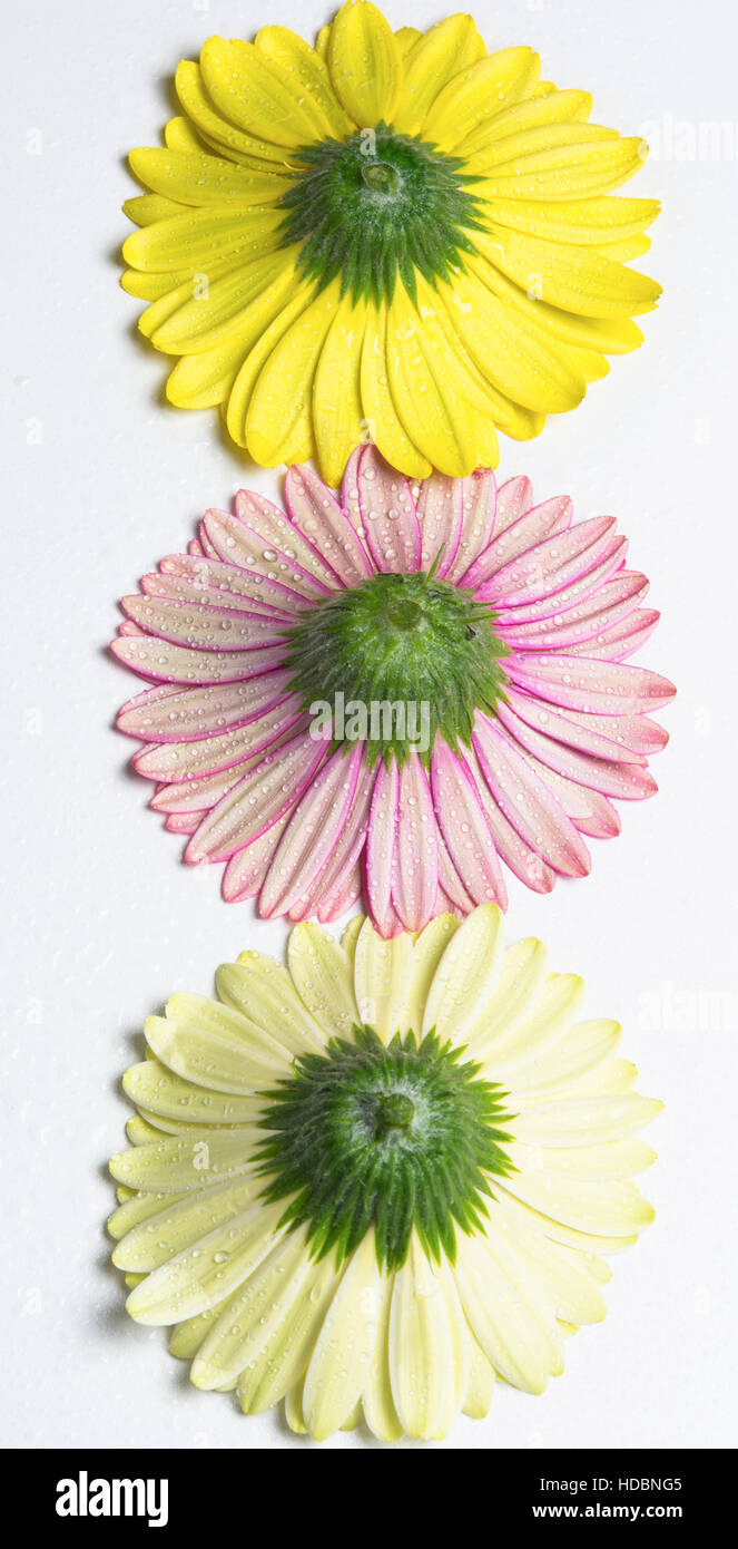 Gerberas in water hi-res stock photography and images - Alamy