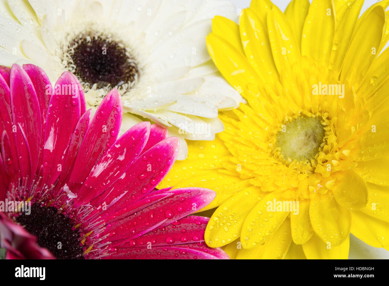 Gerberas in water hi-res stock photography and images - Alamy