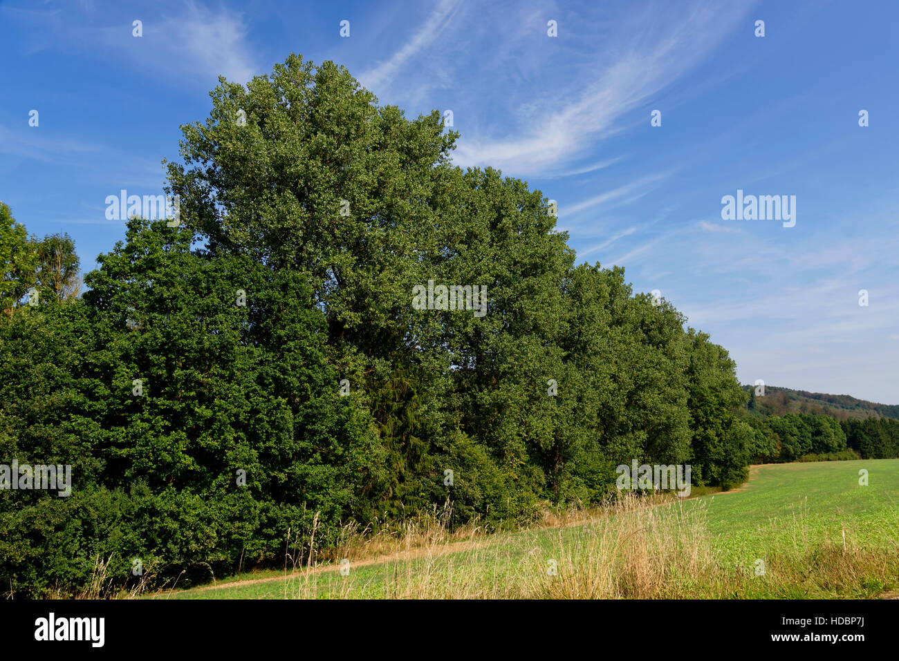 Bodenwerder polle hi-res stock photography and images - Alamy