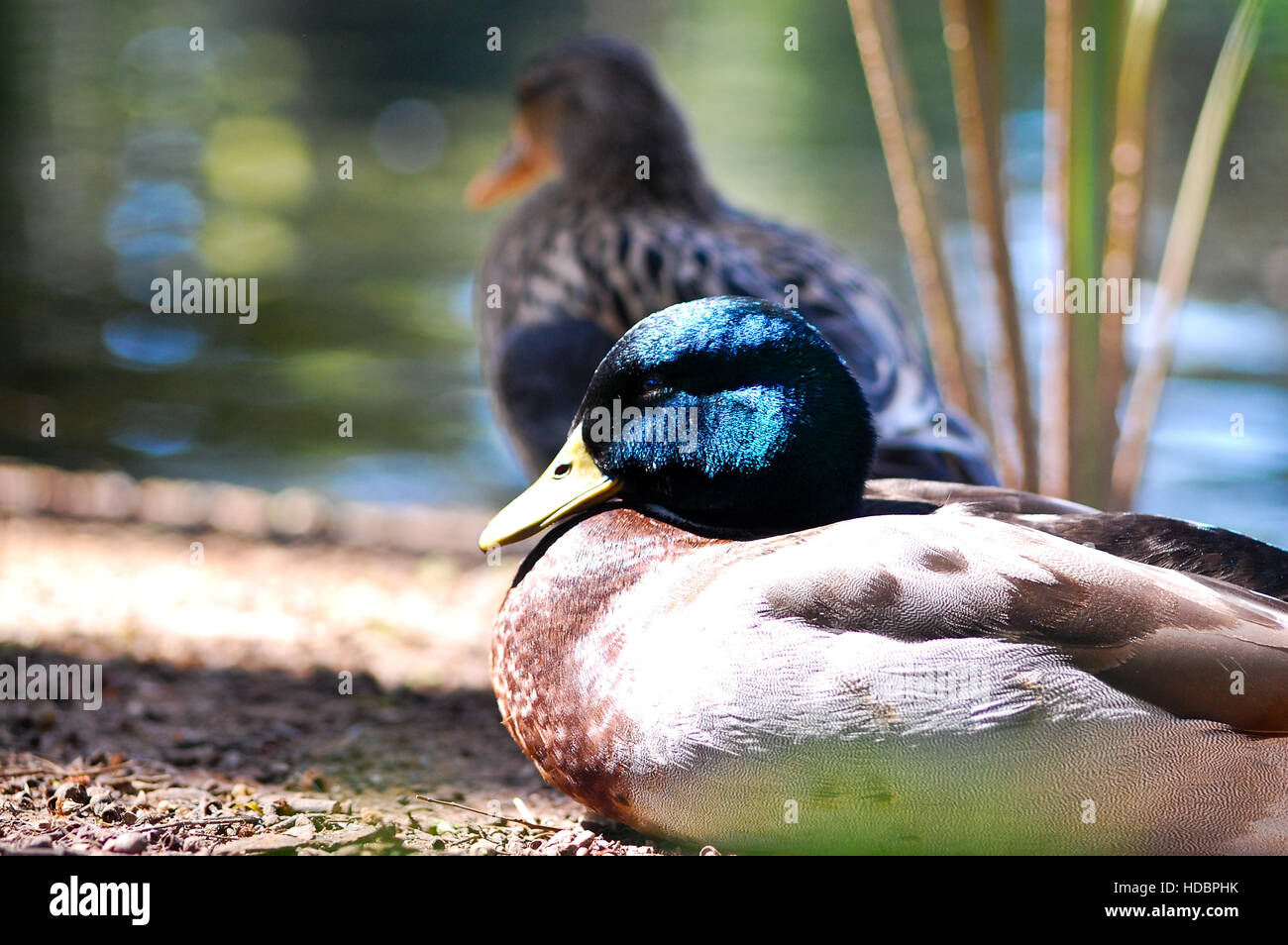 Sharp ducks hi-res stock photography and images - Alamy