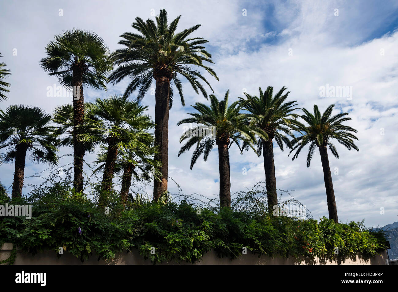 Giant Palm Tree, Marina Grande, Sorrento , Campania, Southern Italy ...