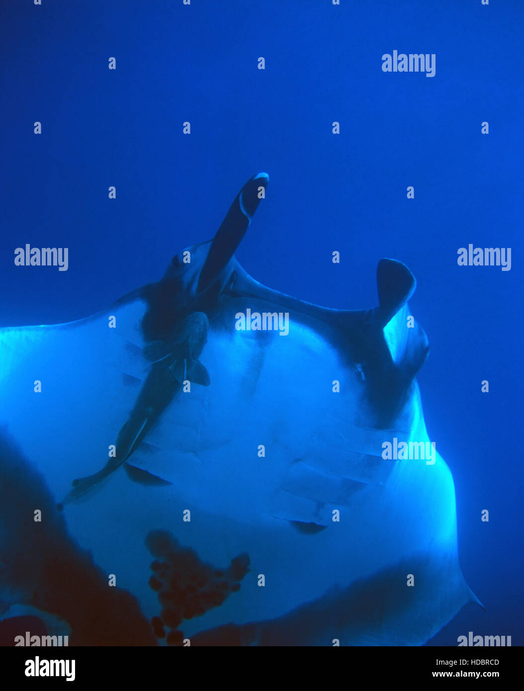 Shark Sucker Fish High Resolution Stock Photography and Images - Alamy