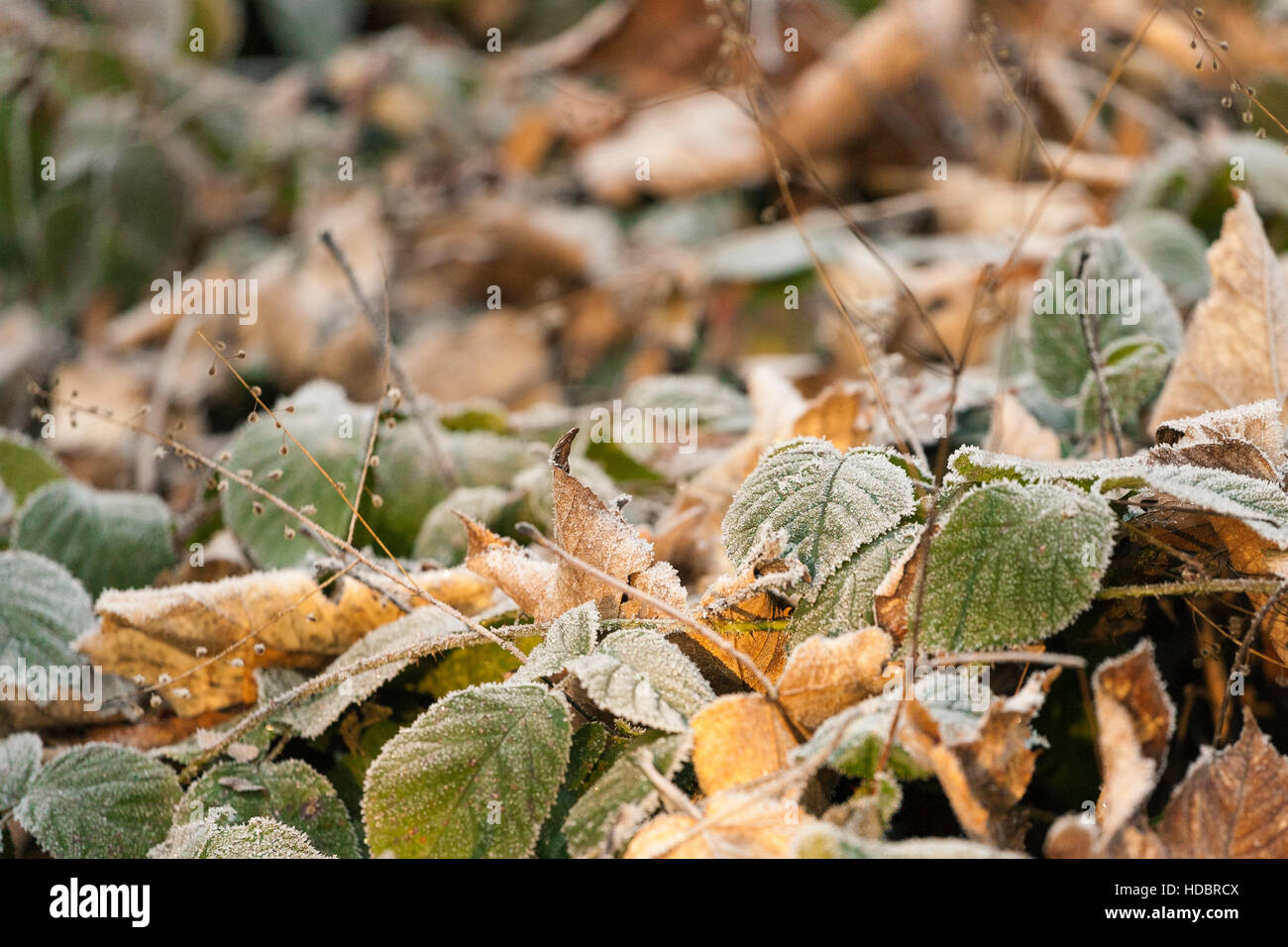 Leaf mold hi-res stock photography and images - Alamy