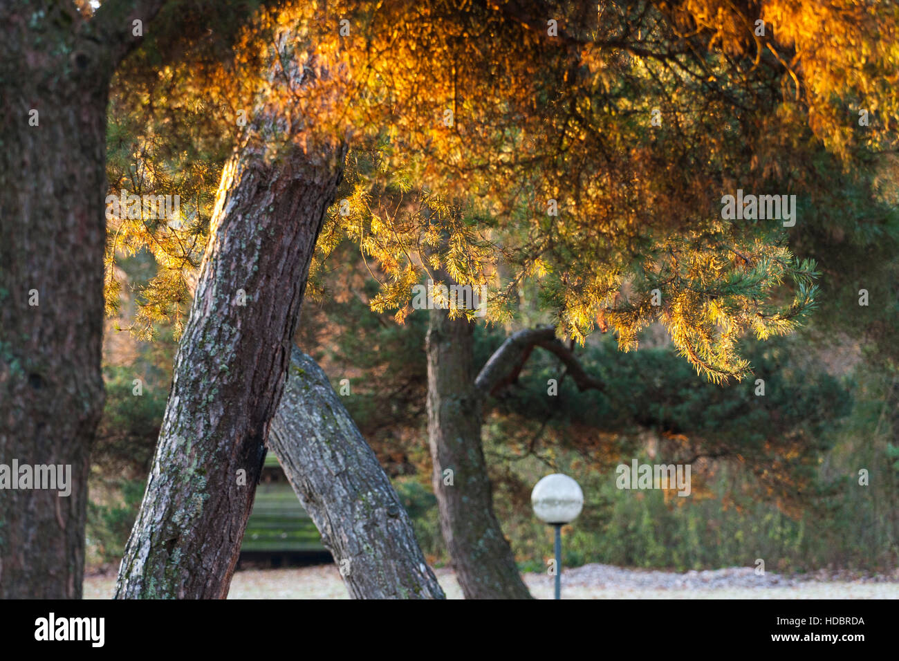 Pine trees in morning sunshine Stock Photo - Alamy