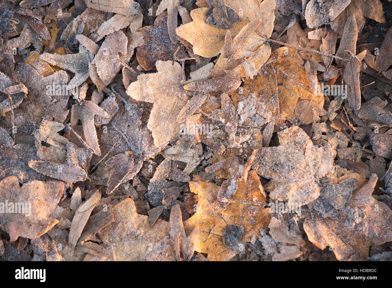 Leaf mold hi-res stock photography and images - Alamy
