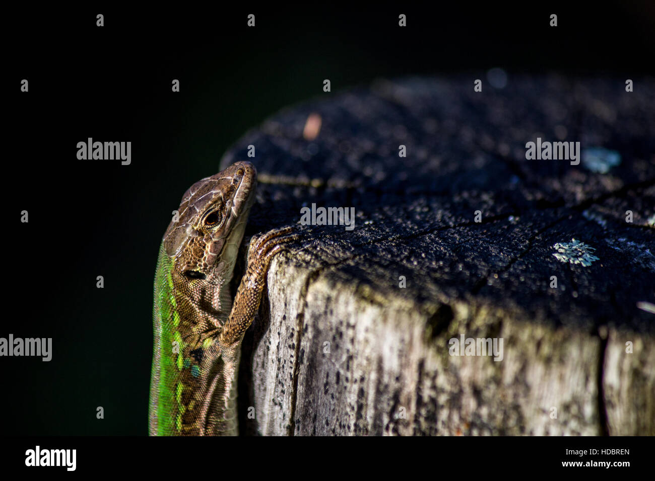 Lovely Lizard Portrait Stock Photo - Alamy