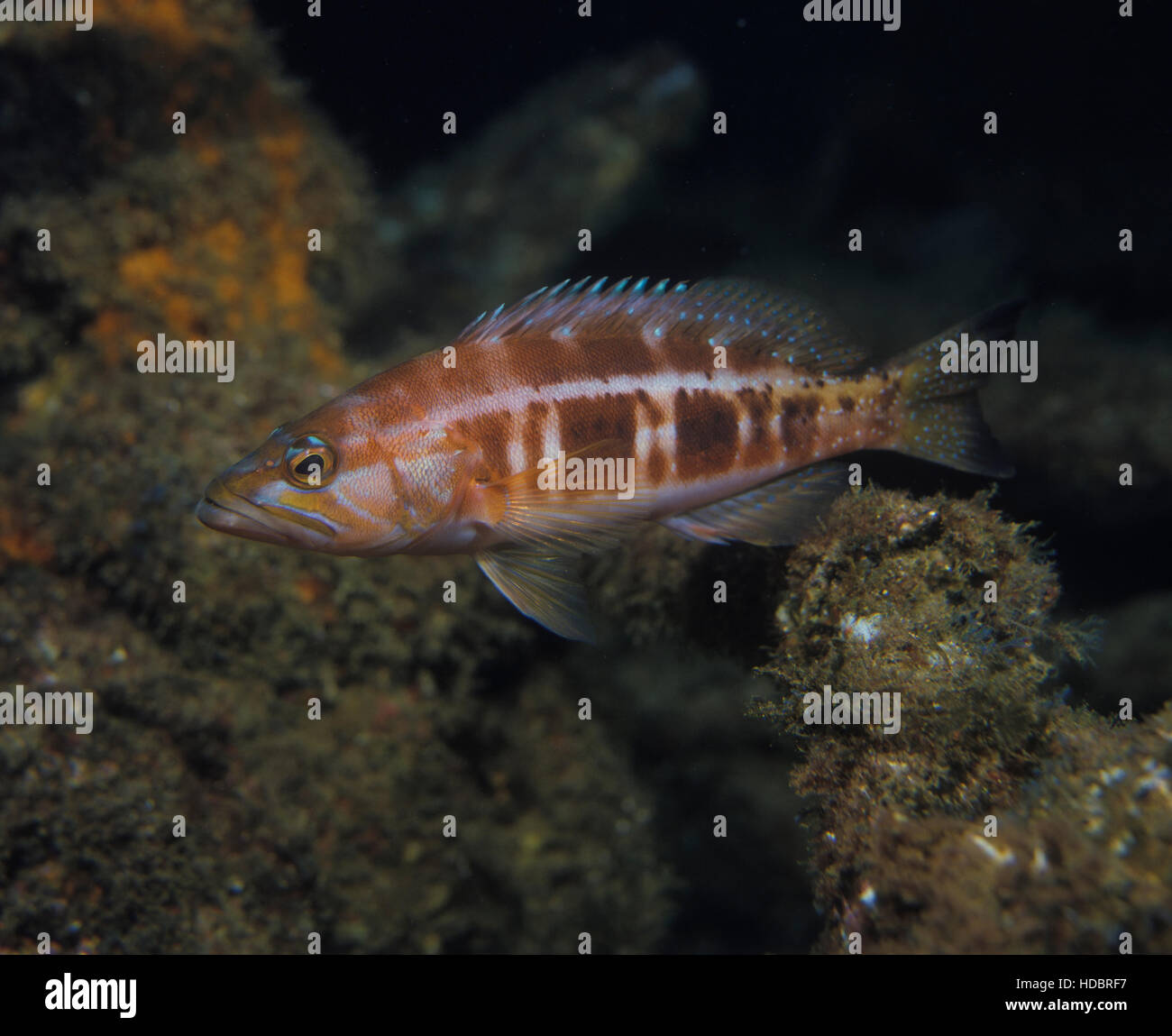 Comber Fish High Resolution Stock Photography and Images - Alamy