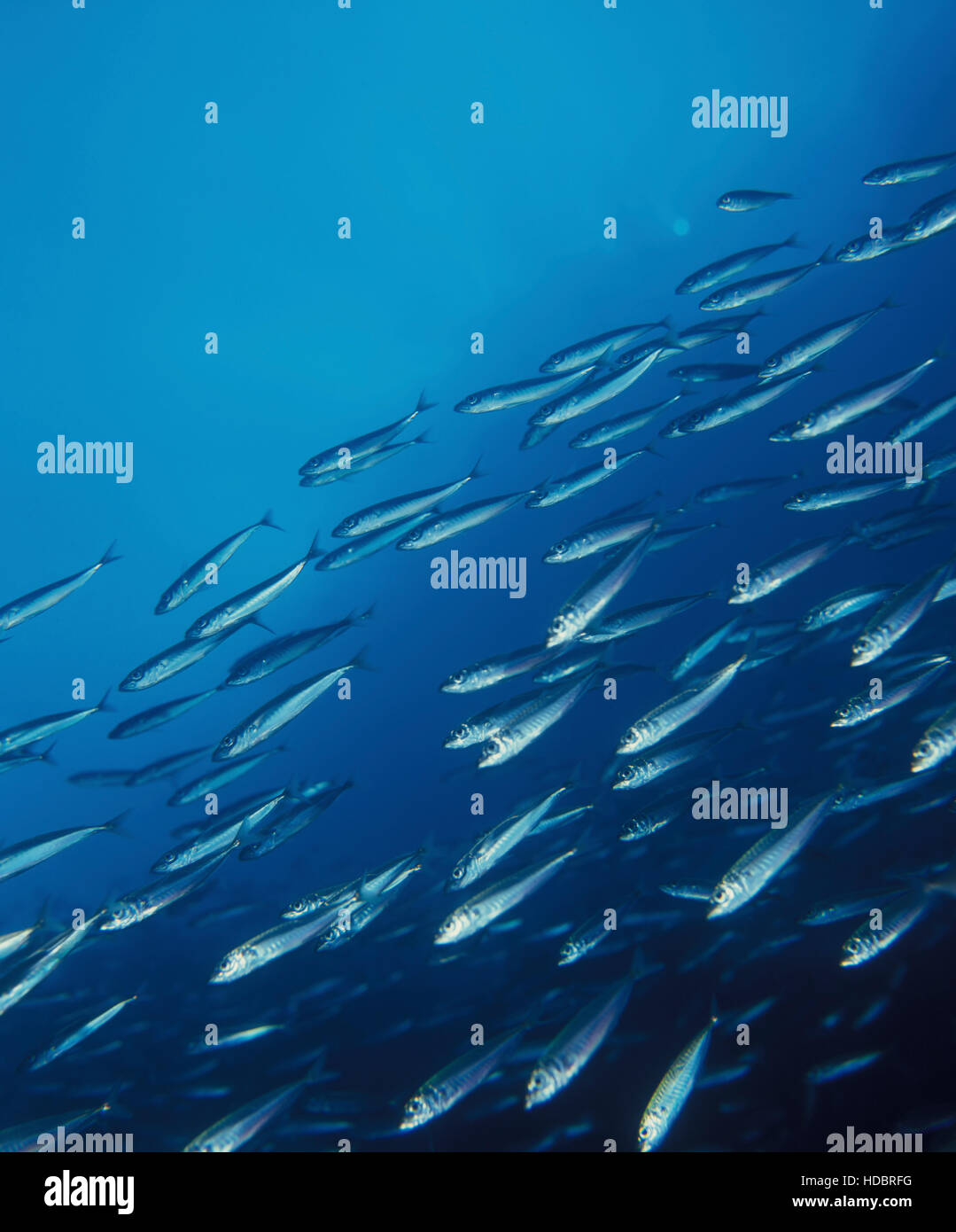 Blue Jack Mackerel High Resolution Stock Photography and Images - Alamy