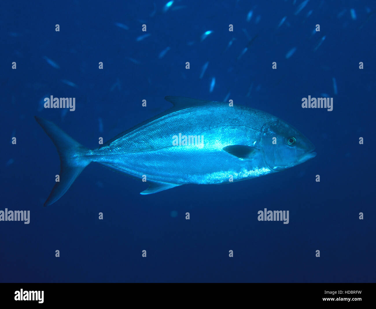 Dumerili High Resolution Stock Photography and Images - Alamy