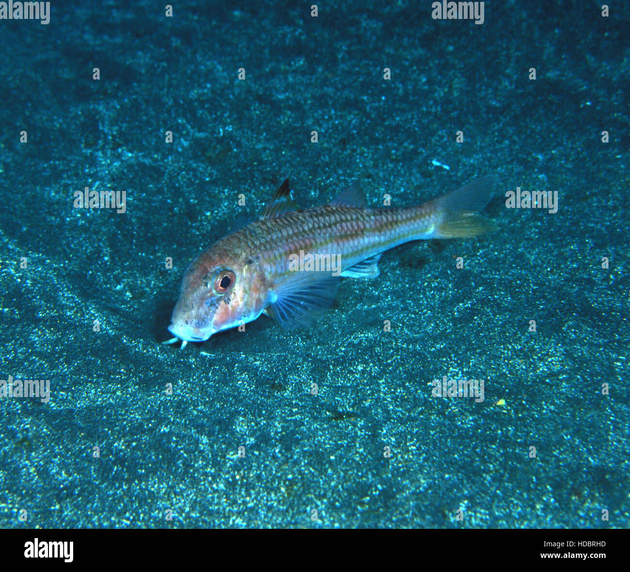 Striped Mullet High Resolution Stock Photography and Images - Alamy