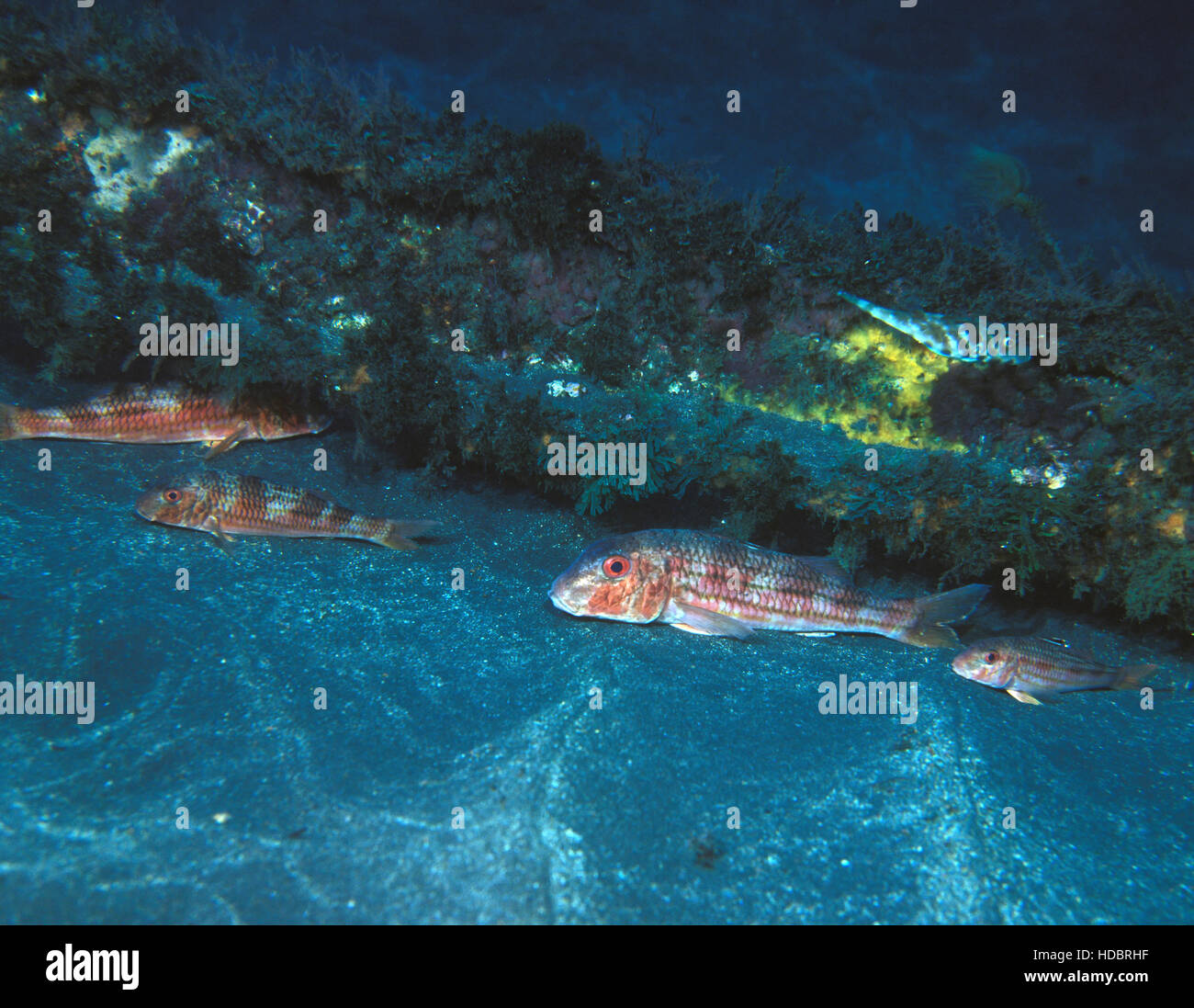 Striped Mullet Fish High Resolution Stock Photography and Images - Alamy