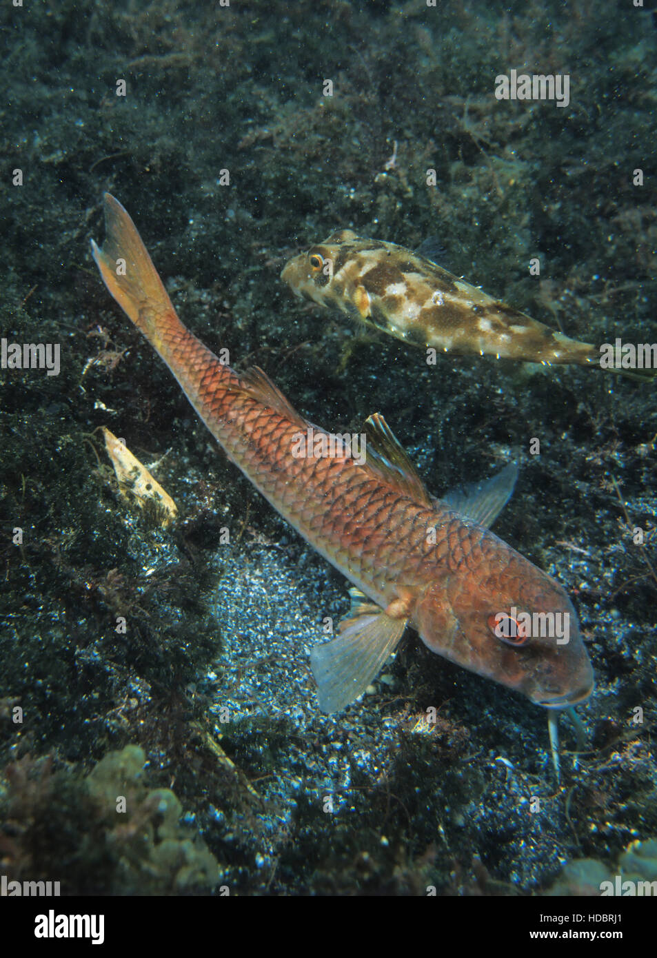 Striped Mullet High Resolution Stock Photography and Images - Alamy