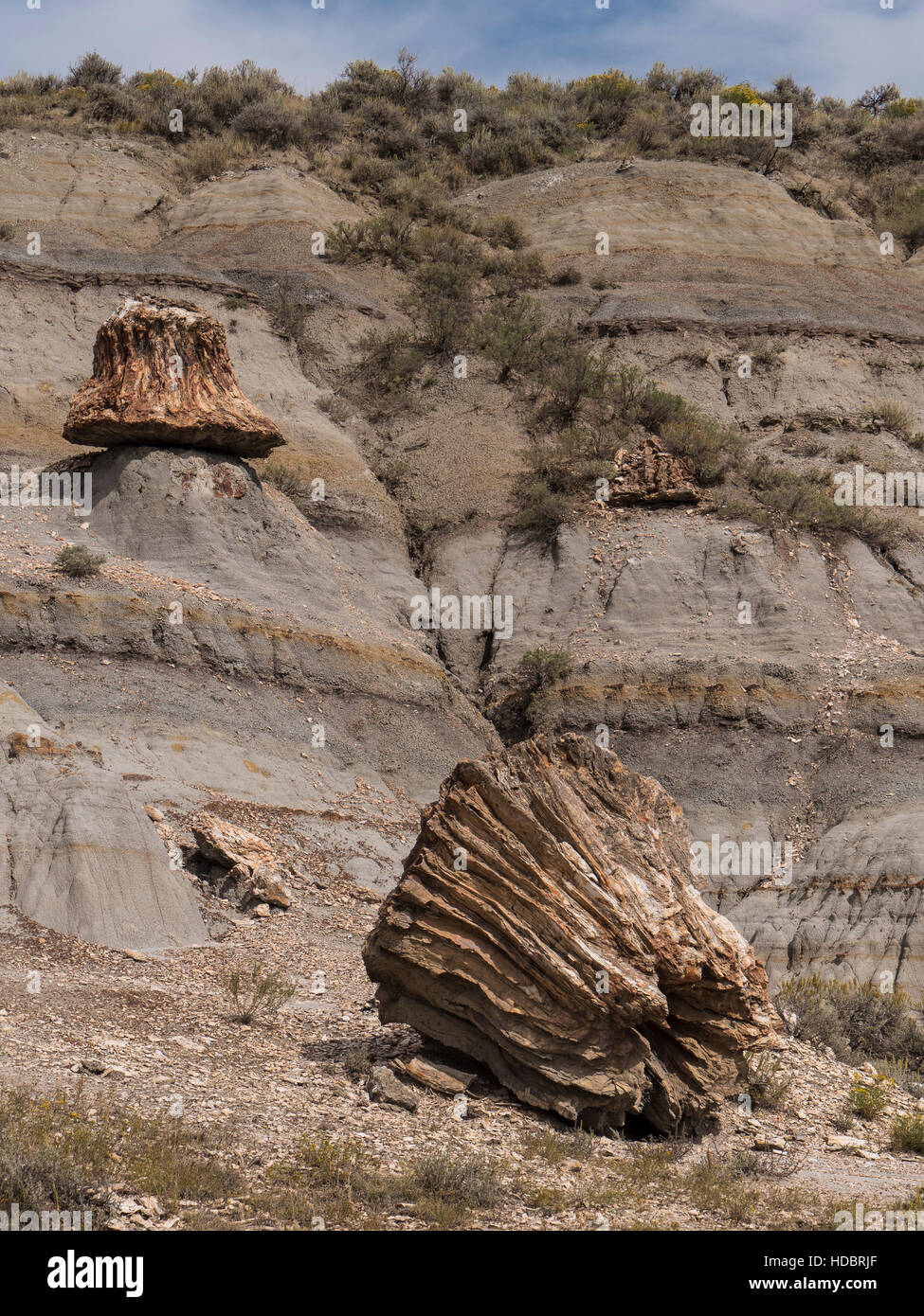 Petrified wood stumps, North Petrified Forest, South Unit, Theodore ...