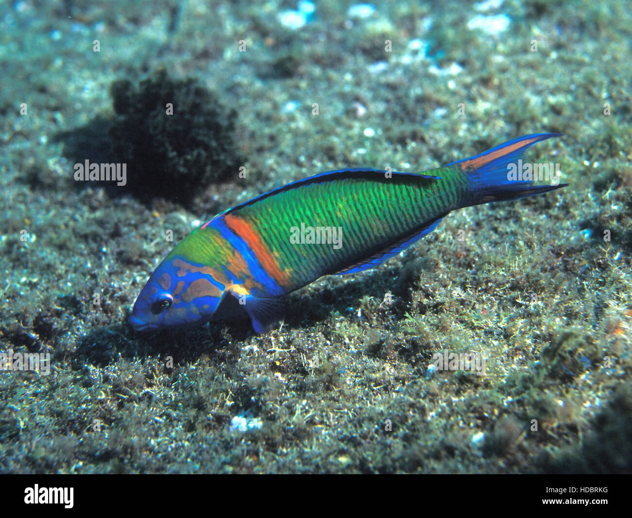 Wrasse Wrasses Stock Photos & Wrasse Wrasses Stock Images - Alamy