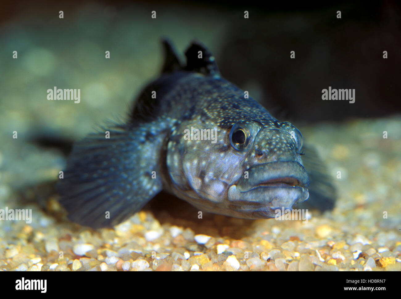Black Goby High Resolution Stock Photography and Images - Alamy