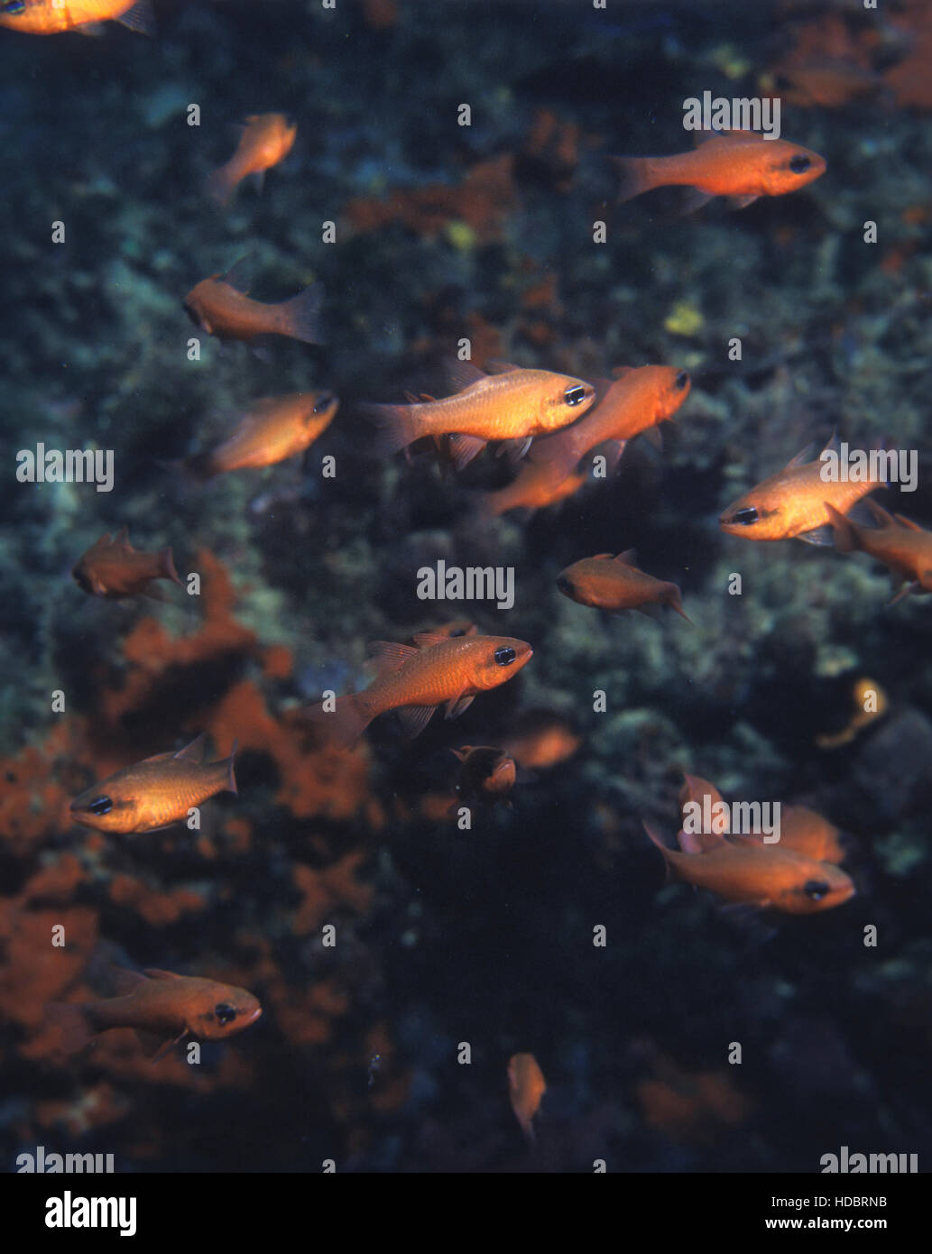 Fish Mouth Brooding High Resolution Stock Photography and Images - Alamy