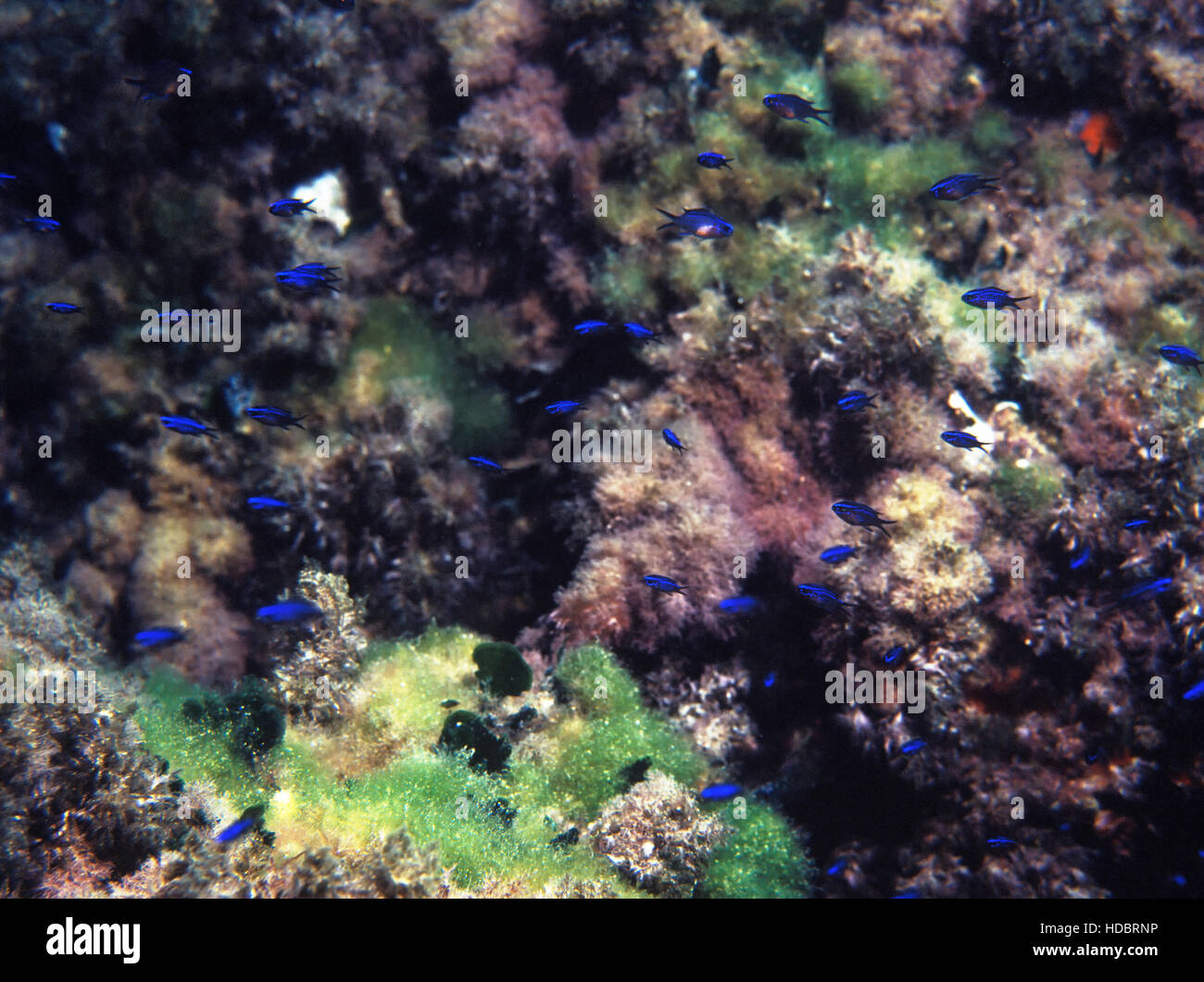 Blue Damselfish High Resolution Stock Photography and Images - Alamy