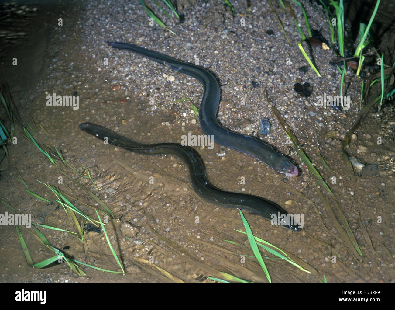 Eel Like Fish High Resolution Stock Photography and Images - Alamy