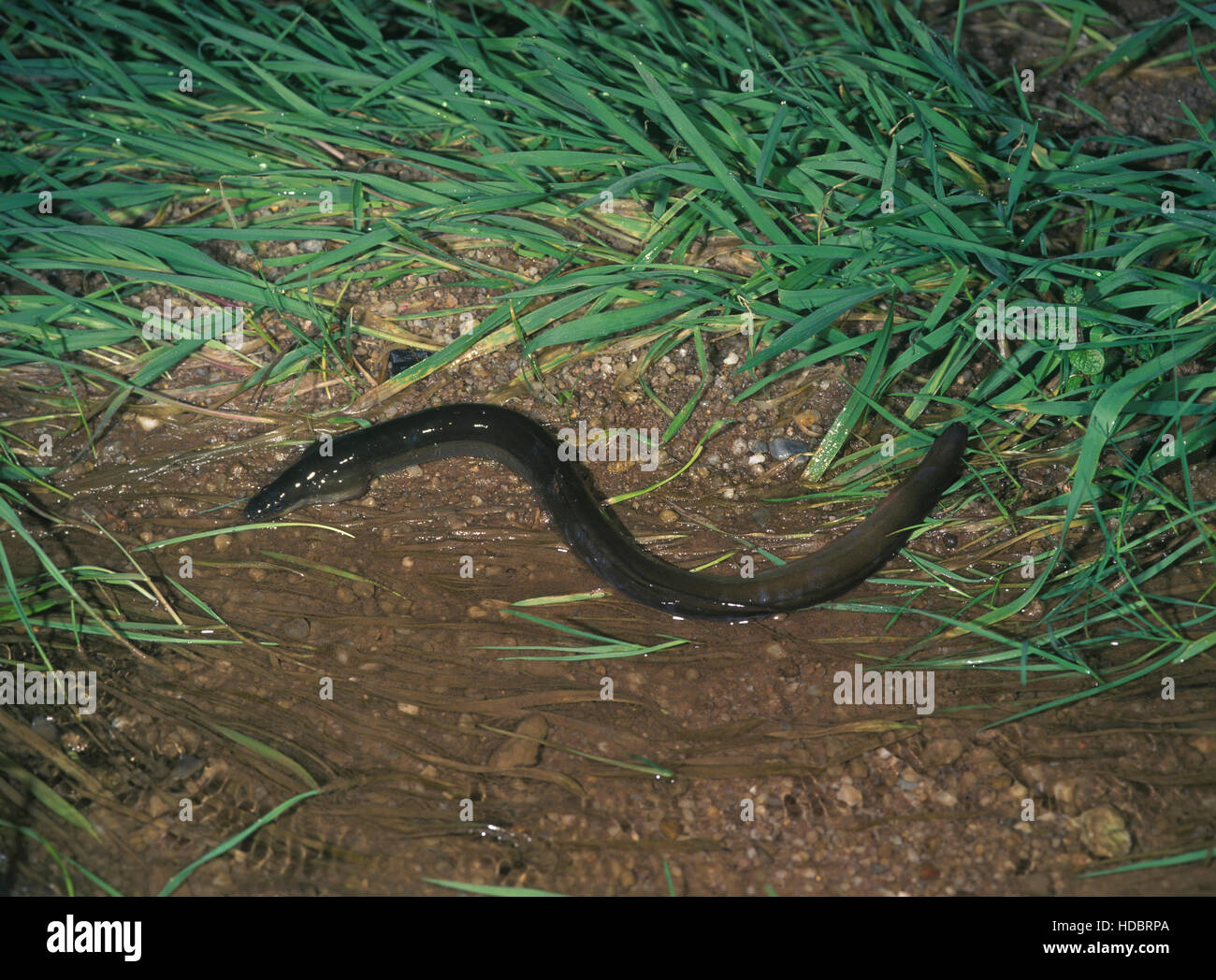 Eel Like Freshwater Fish High Resolution Stock Photography and Images ...