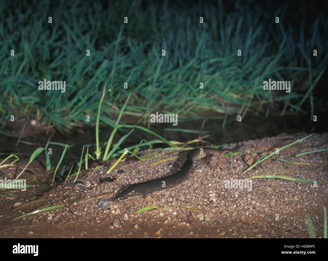 Eel Like Freshwater Fish High Resolution Stock Photography and Images ...