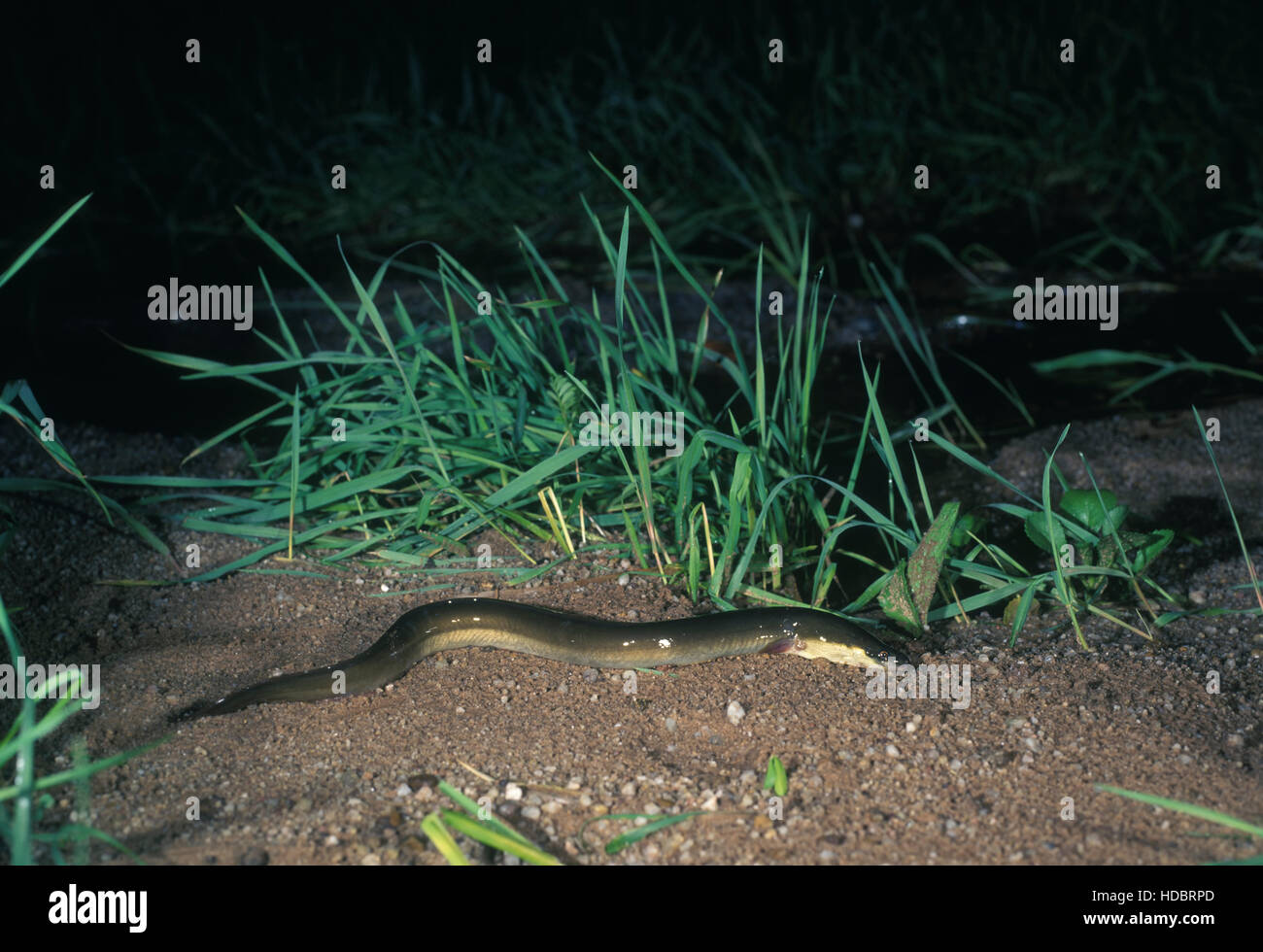 Eel Like Freshwater Fish High Resolution Stock Photography and Images ...