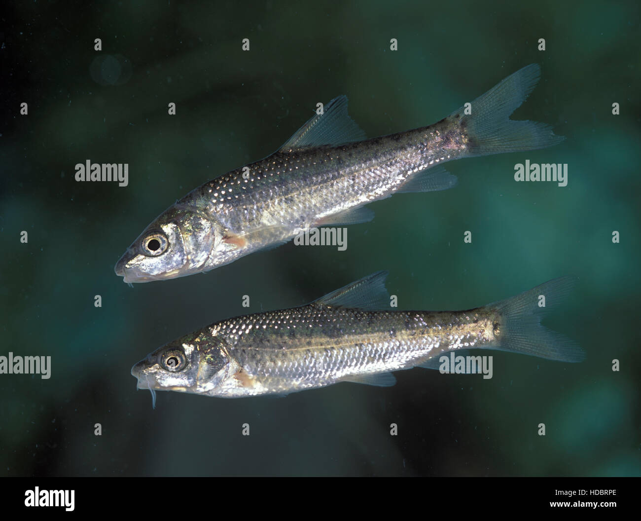 Barbel Fish High Resolution Stock Photography and Images - Alamy