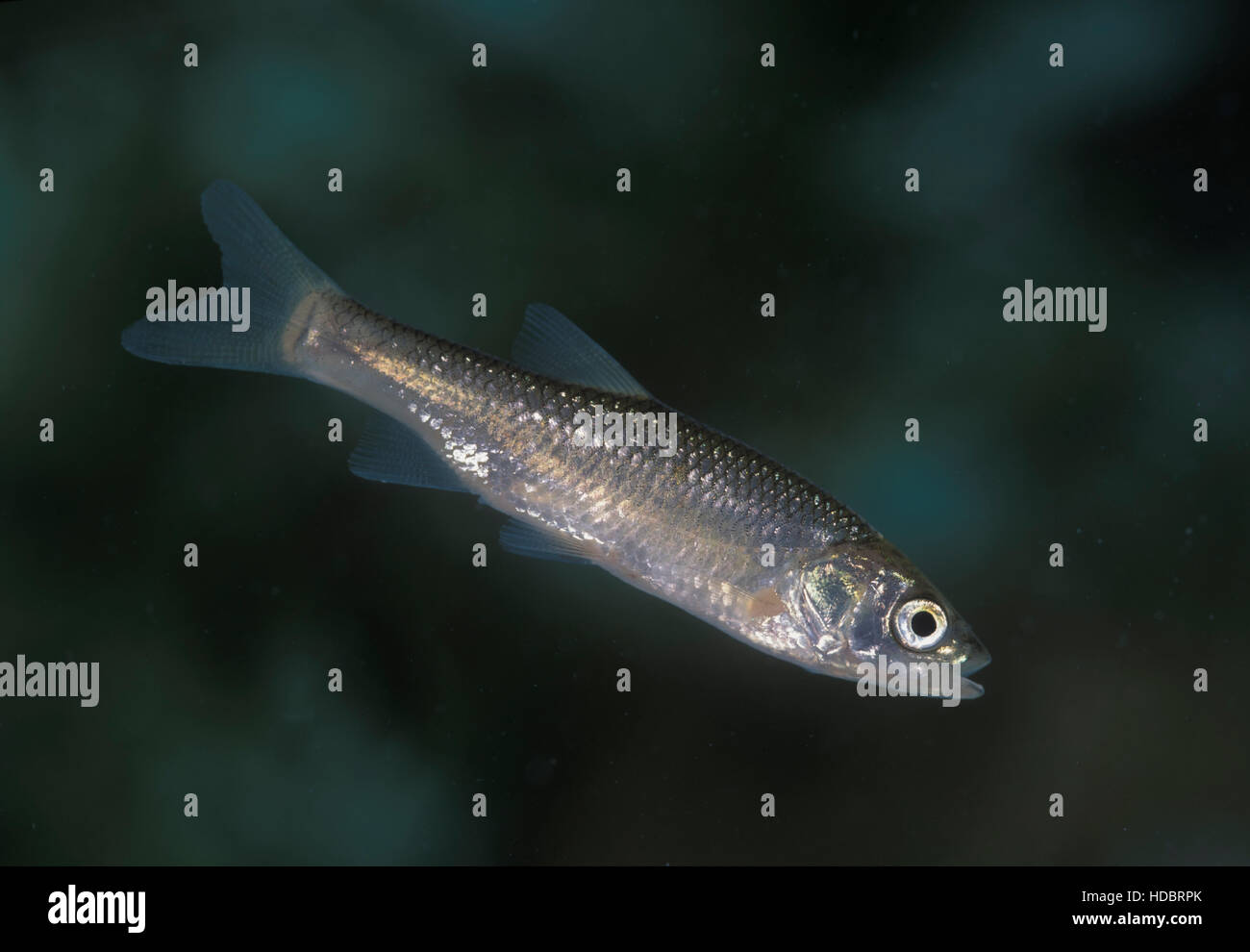 Iberian Fish High Resolution Stock Photography and Images - Alamy