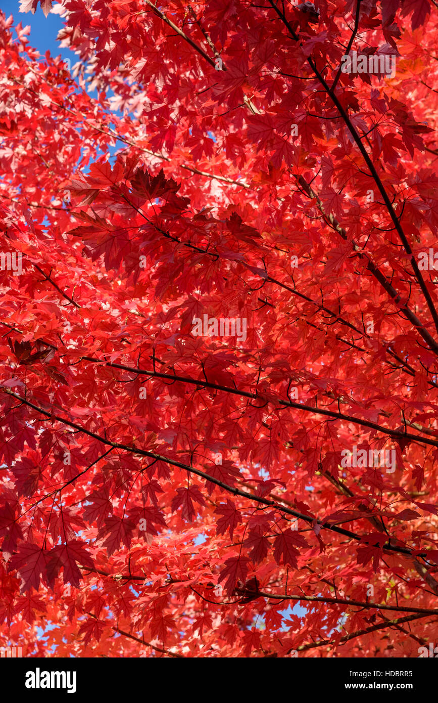Vibrant fall color, red maple leaves of the tree canopy Stock Photo - Alamy