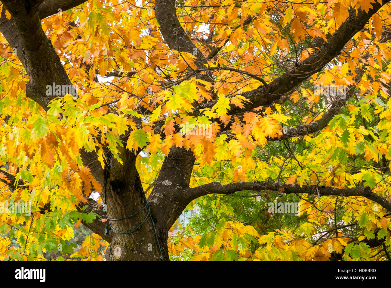 Fall color in an oak tree, green, yellow, and orange Stock Photo - Alamy