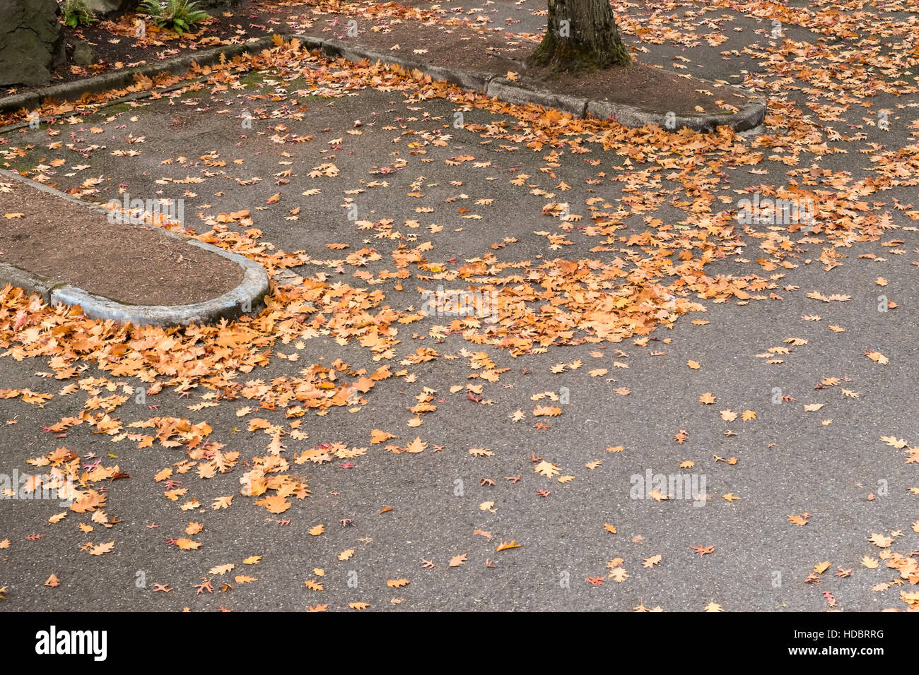 Parking lot in the fall, covered in oak leaves Stock Photo - Alamy